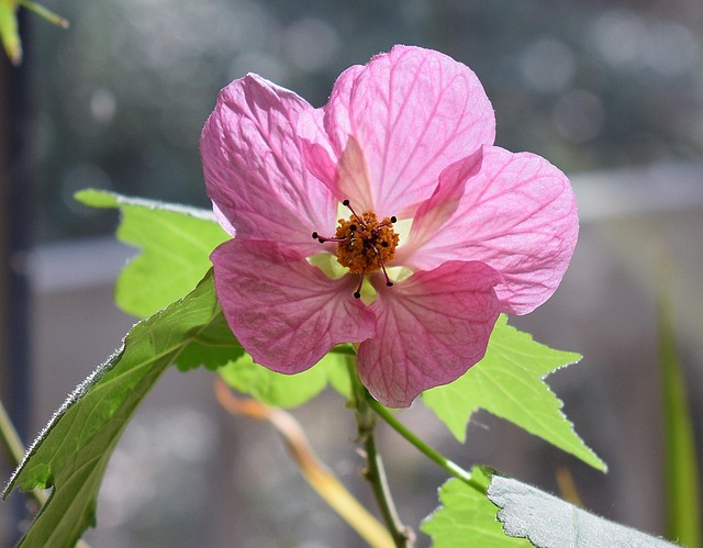 Flowering Maple Container Plant - Free photo on Pixabay - Pixabay