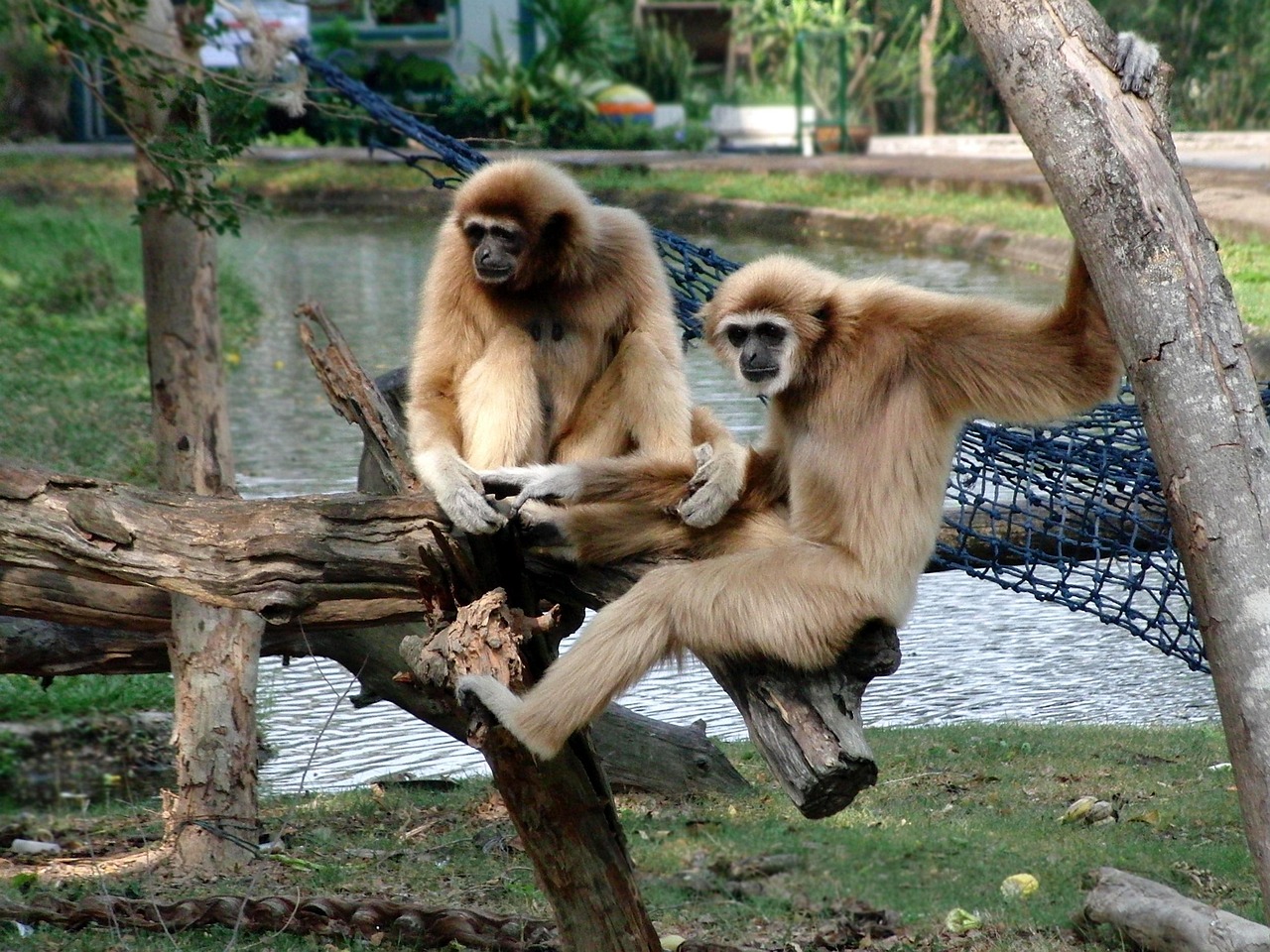 40+ Free Buzia'Lar & Gibbon Images - Pixabay