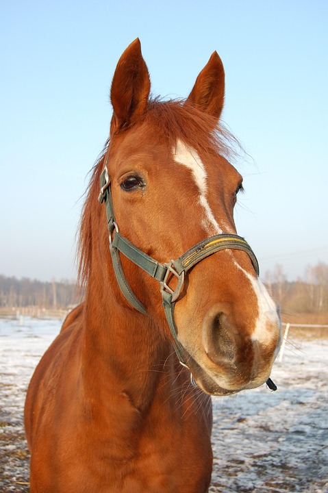Cheval Museau Tête De - Photo gratuite sur Pixabay - Pixabay