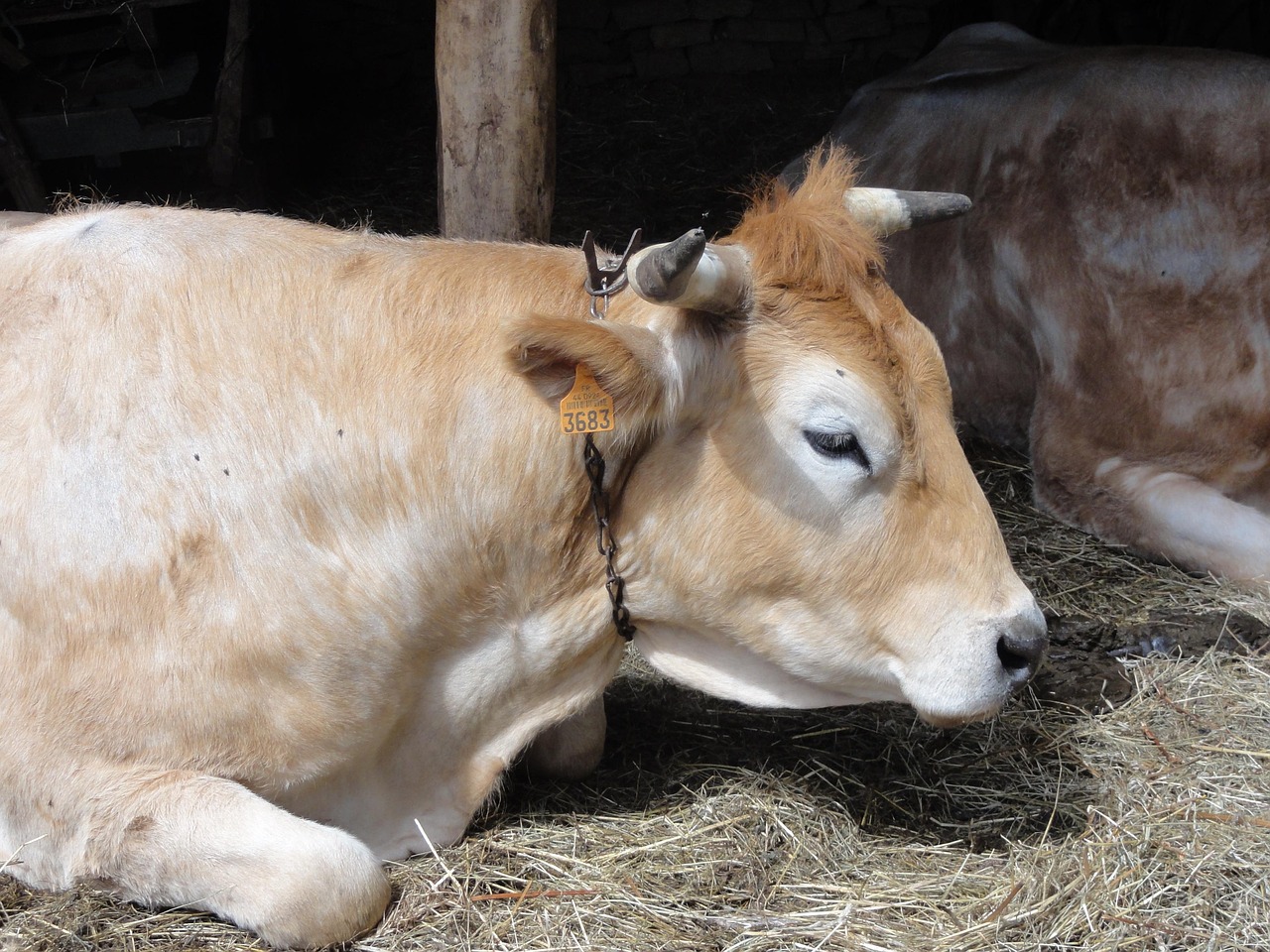 Portrait Vache - Photo gratuite sur Pixabay - Pixabay
