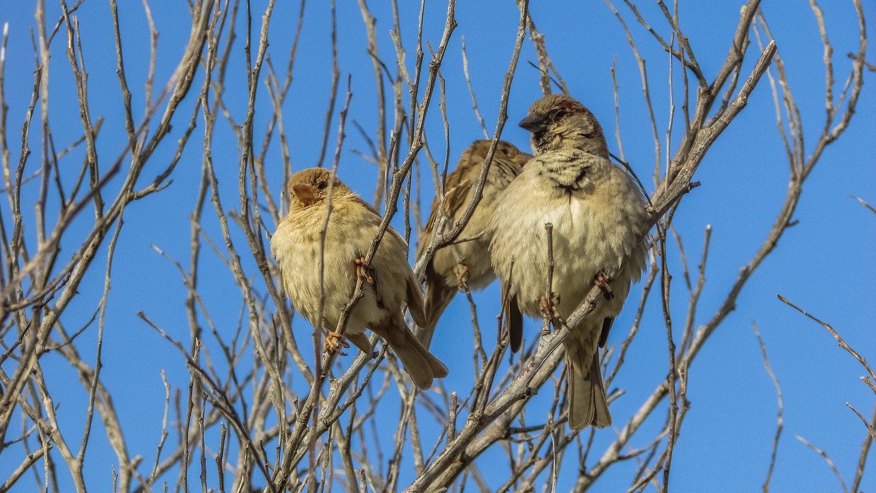 Pardais Árvore Pássaro Animais - Foto gratuita no Pixabay - Pixabay