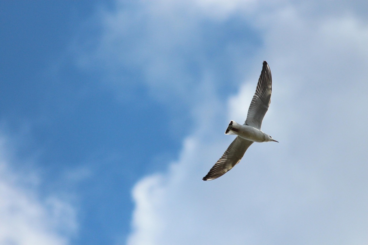 6+ Free Kittiwake & Black-Legged Kittiwake Images - Pixabay