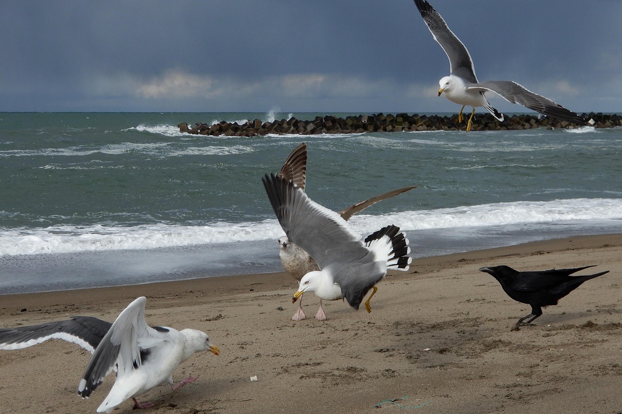Animal Mar Playa - Foto gratis en Pixabay - Pixabay
