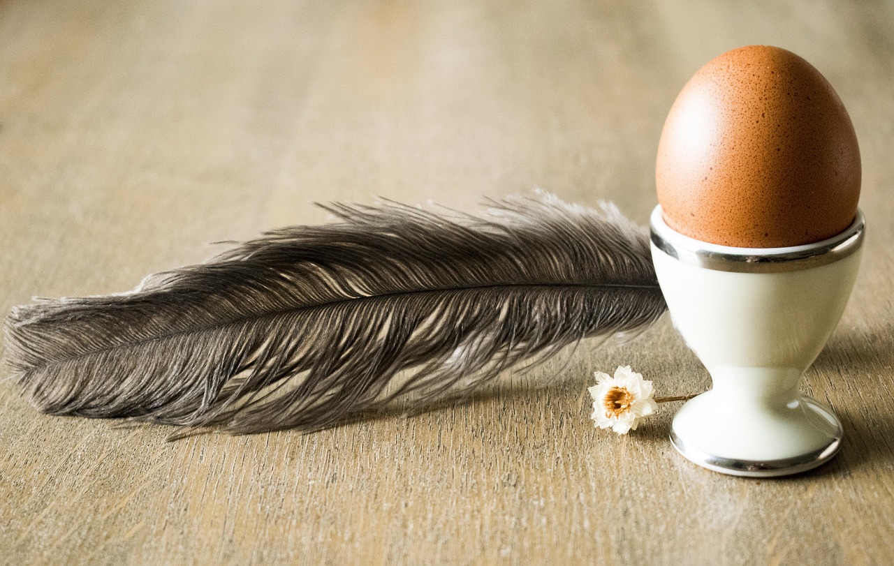 Egg Feather Chamomile - Free photo on Pixabay - Pixabay