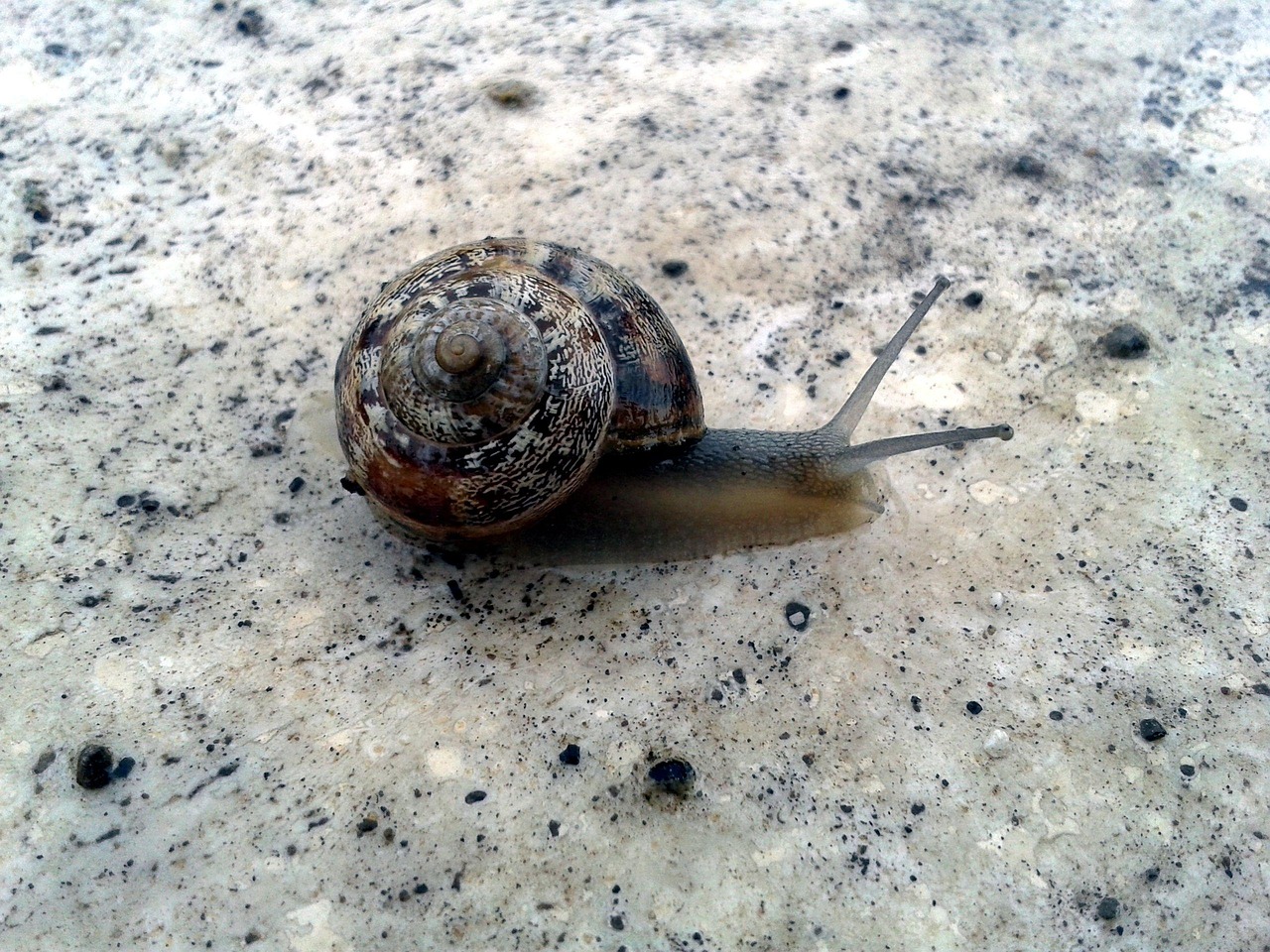 Snail Animals Crawl - Free photo on Pixabay - Pixabay