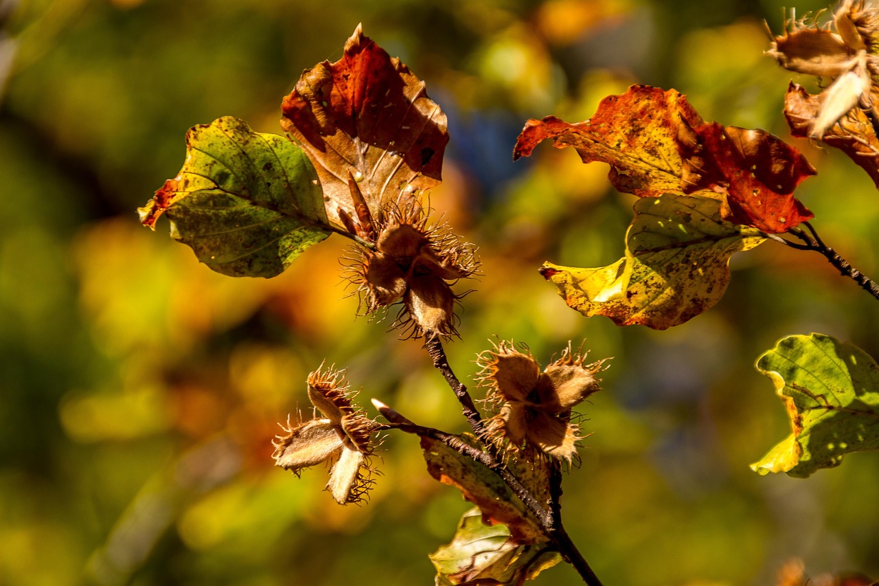 Hazelnuts Fall Faded - Free photo on Pixabay - Pixabay