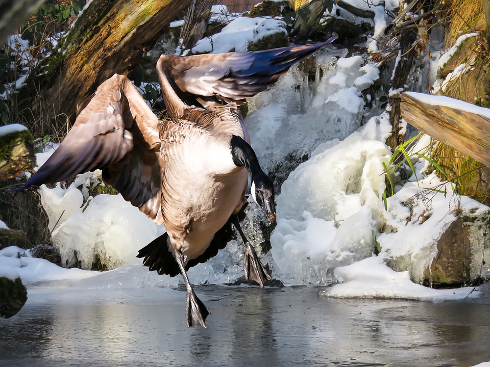 Animal Ganso Pájaro - Foto gratis en Pixabay - Pixabay