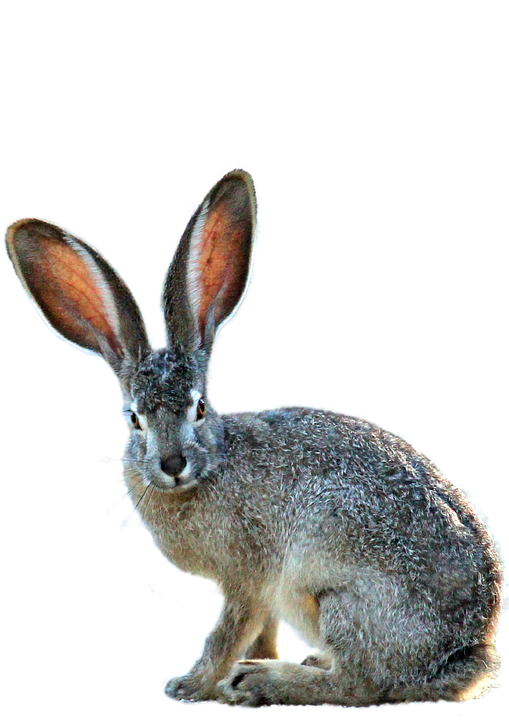Isolated Rabbit Nature - Free photo on Pixabay
