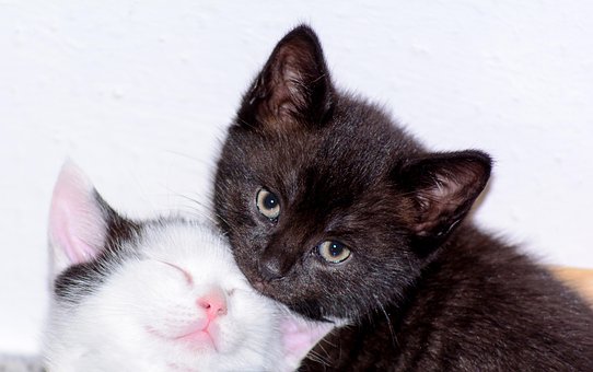 10+ kostenlose Katzenbabys und Kätzchen-Bilder - Pixabay