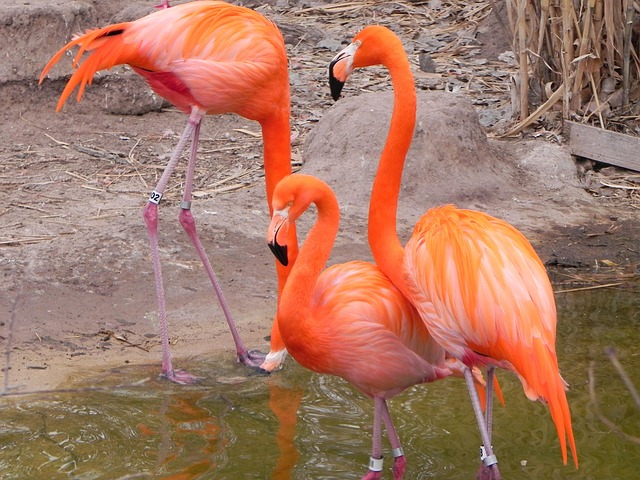 Flamingo Merah Muda Kebun Binatang - Foto gratis di Pixabay - Pixabay