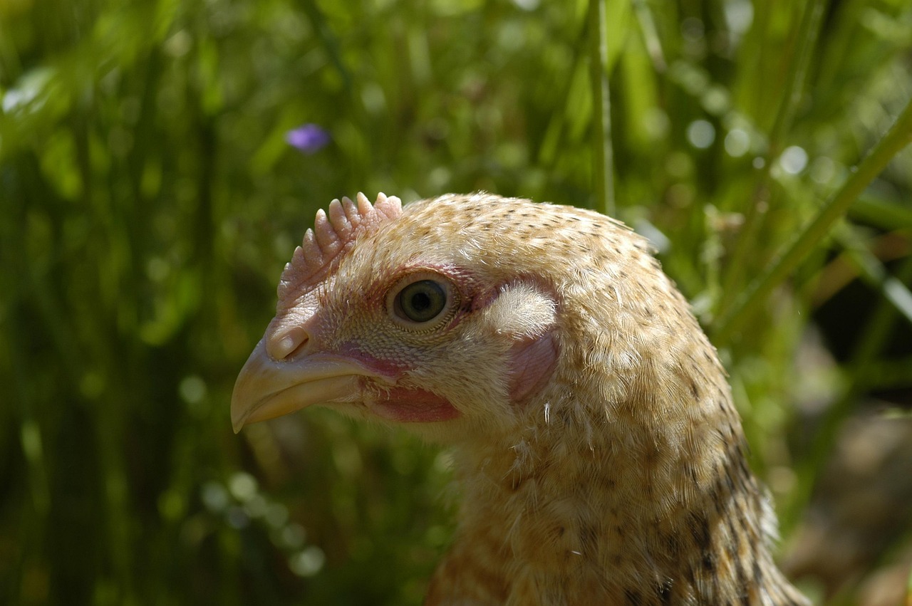 Poule Animal Campagne Oiseau - Photo gratuite sur Pixabay