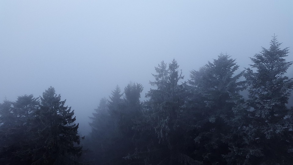 Fog Treetops - Free photo on Pixabay - Pixabay