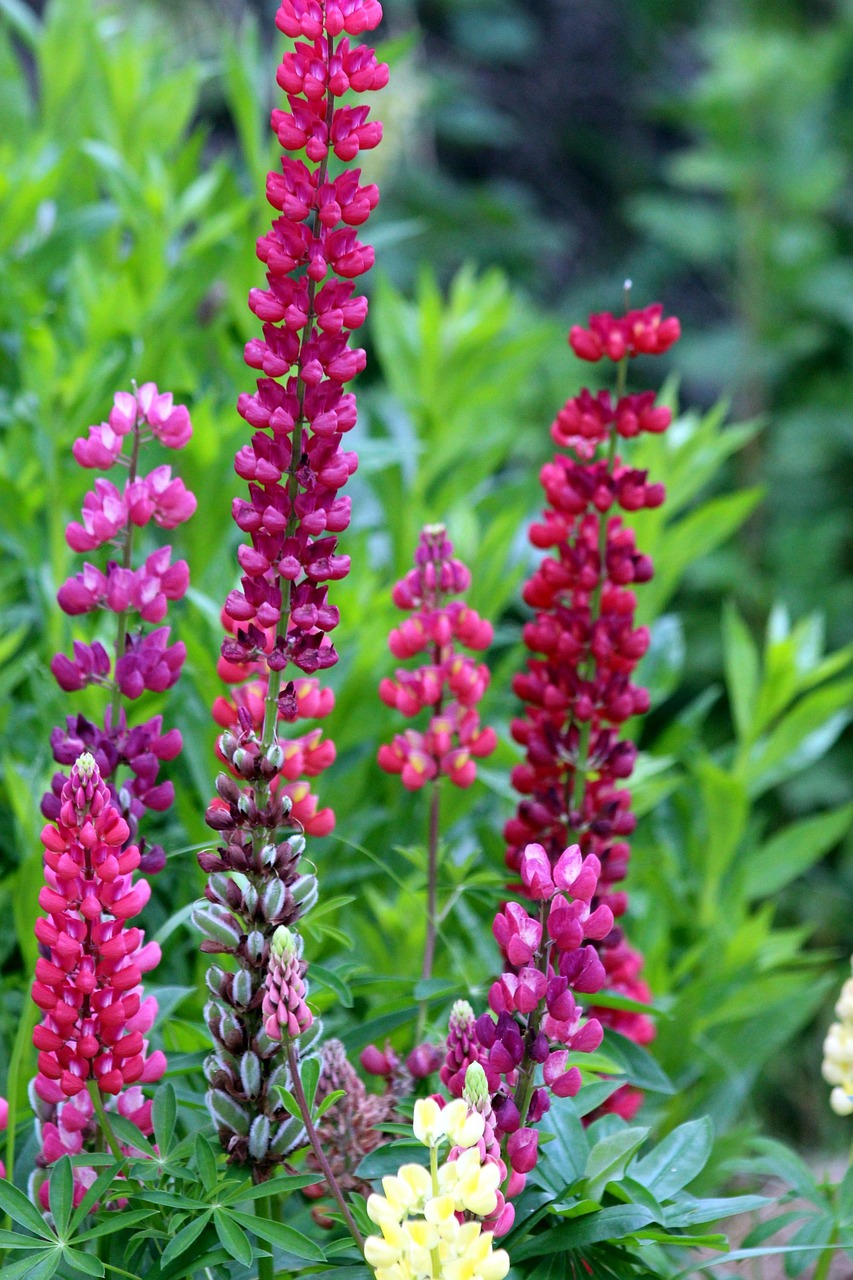 Lupiini Lupiinin Kukat Lupinus - Ilmainen valokuva Pixabayssa - Pixabay