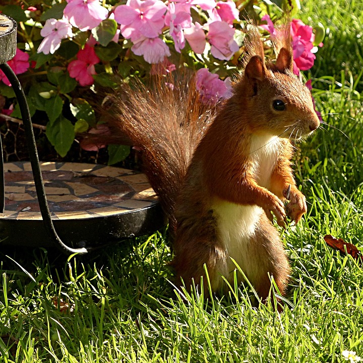 Animal Squirrel Sciurus Major - Free photo on Pixabay - Pixabay