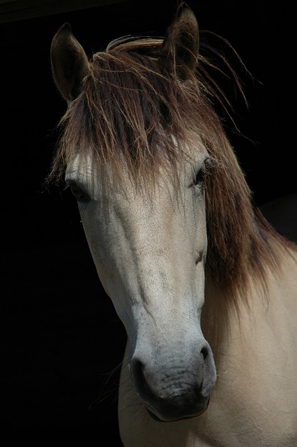 Caballos Caballo Yegua - Foto gratis en Pixabay