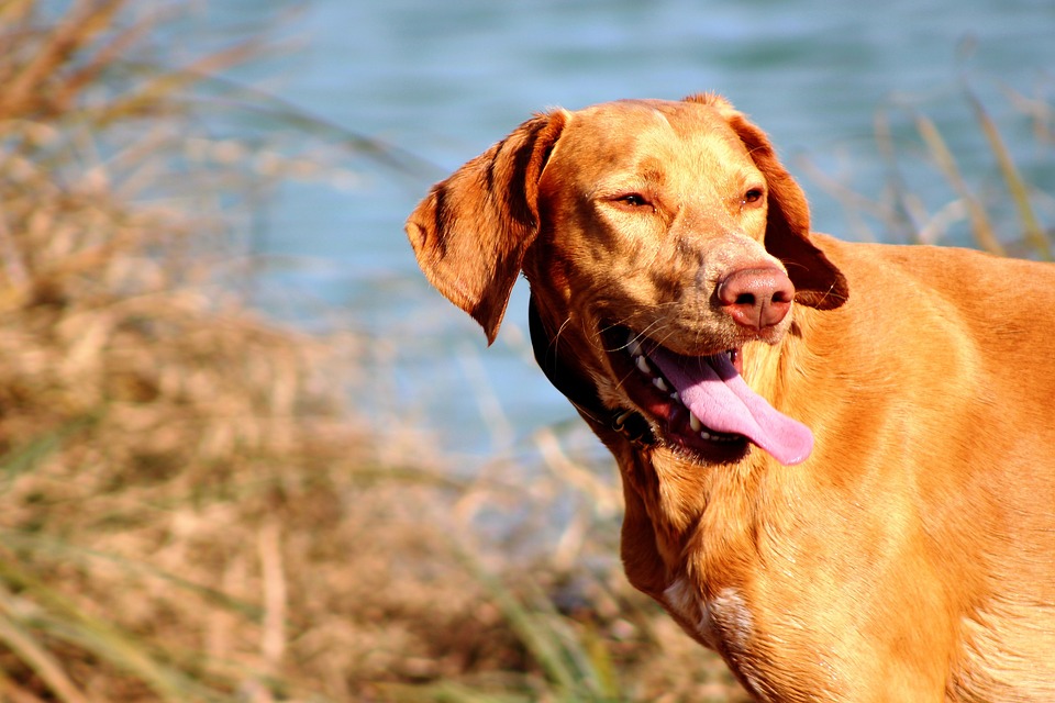 Dog Water Lake Free Photo On Pixabay
