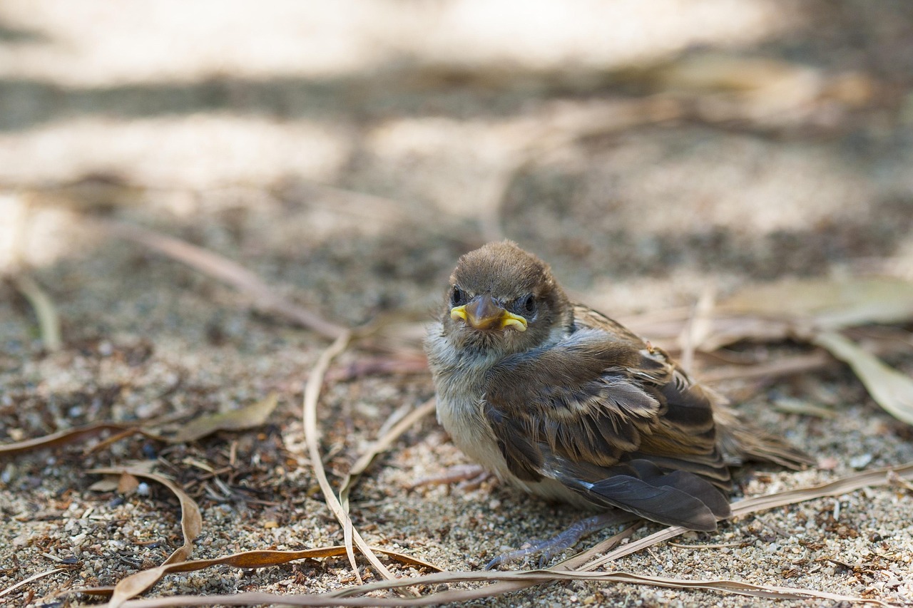 Little Bird Sparrow Small - Free photo on Pixabay