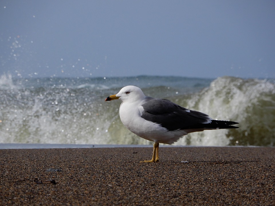 Animal Mar Playa - Foto gratis en Pixabay - Pixabay
