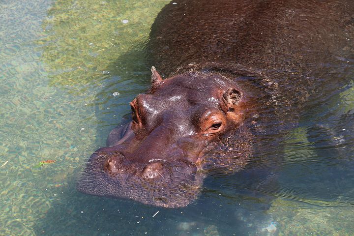 400+ Free Hippopotamus Pictures and Images in HD - Pixabay