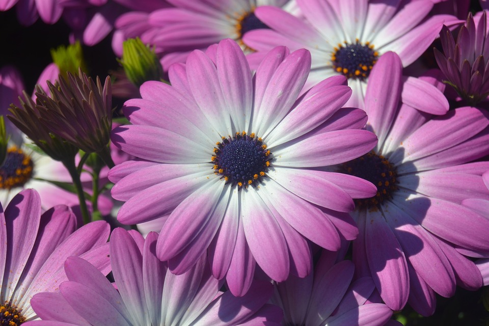 Gerbera Virágok Letnička - Ingyenes fotó a Pixabay-en - Pixabay