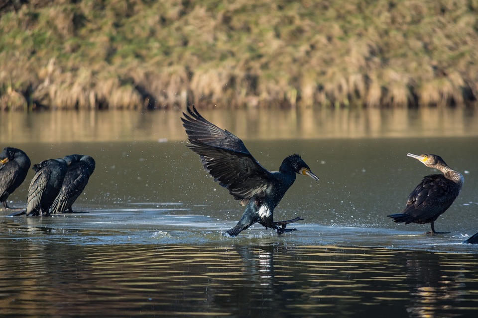 Cormorant Water Bird - Free photo on Pixabay - Pixabay