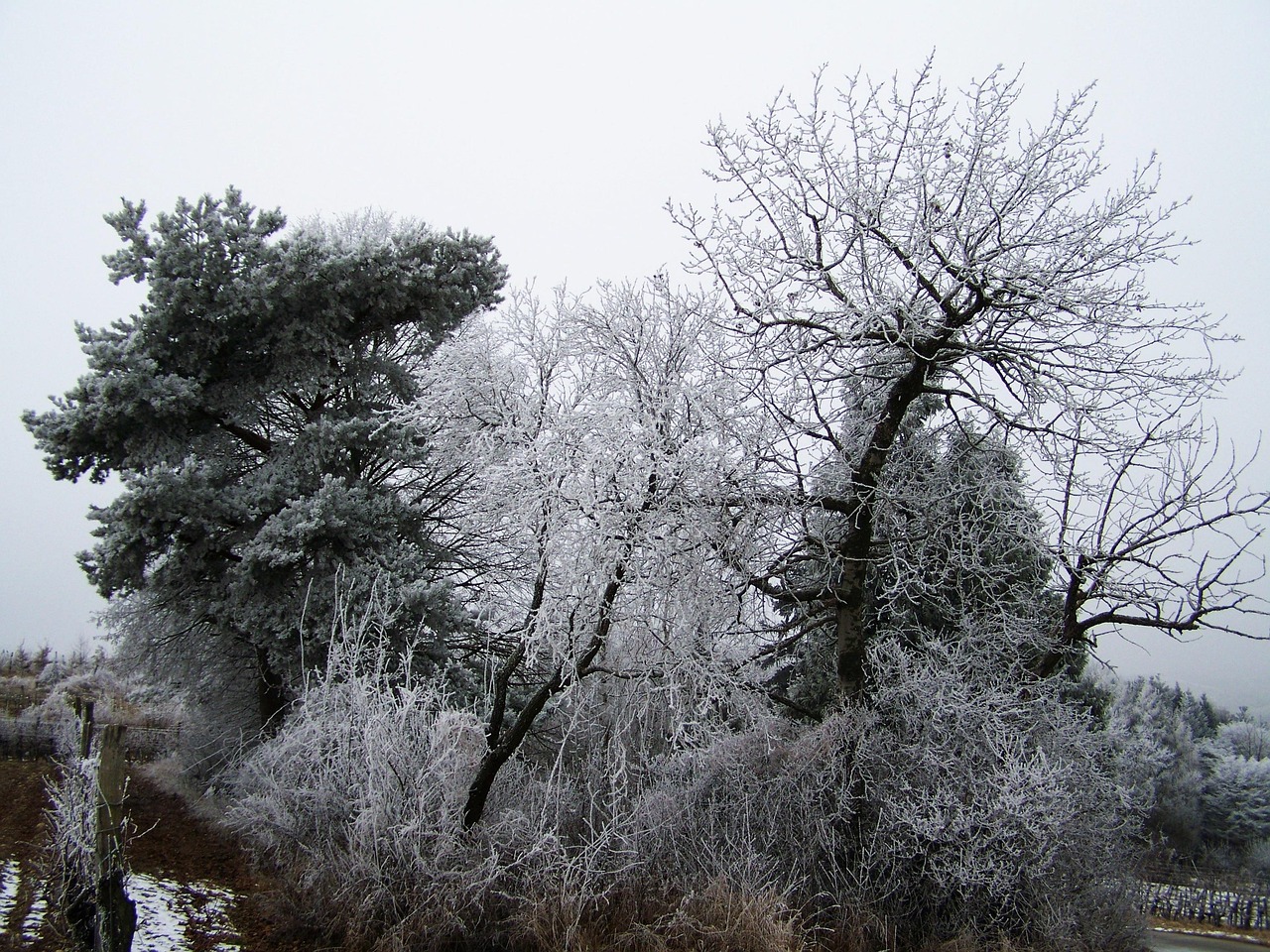 Winter Landscape Hoary Clump Rimy - Free photo on Pixabay - Pixabay
