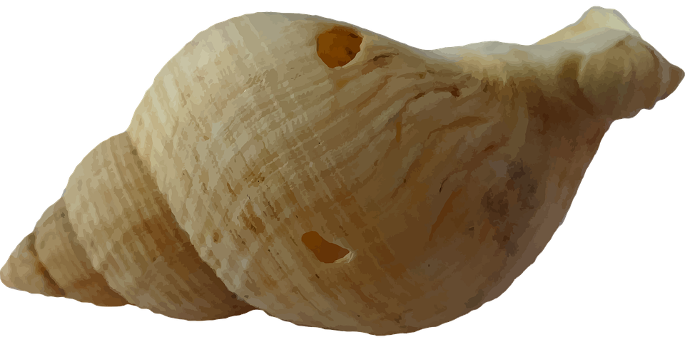 Plus de 1 000 images de Coquillage et de Plage - Pixabay
