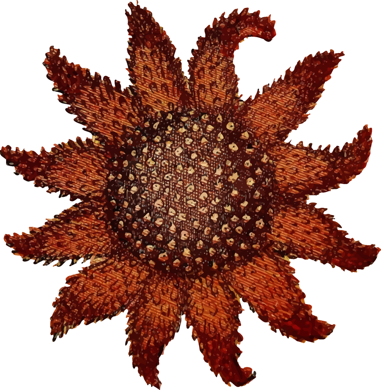 Download Animal, Echinoderm, Ocean. Royalty-Free Vector Graphic - Pixabay