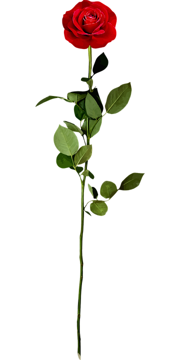 Download Rose, Flower, Petals. Royalty-Free Vector Graphic - Pixabay