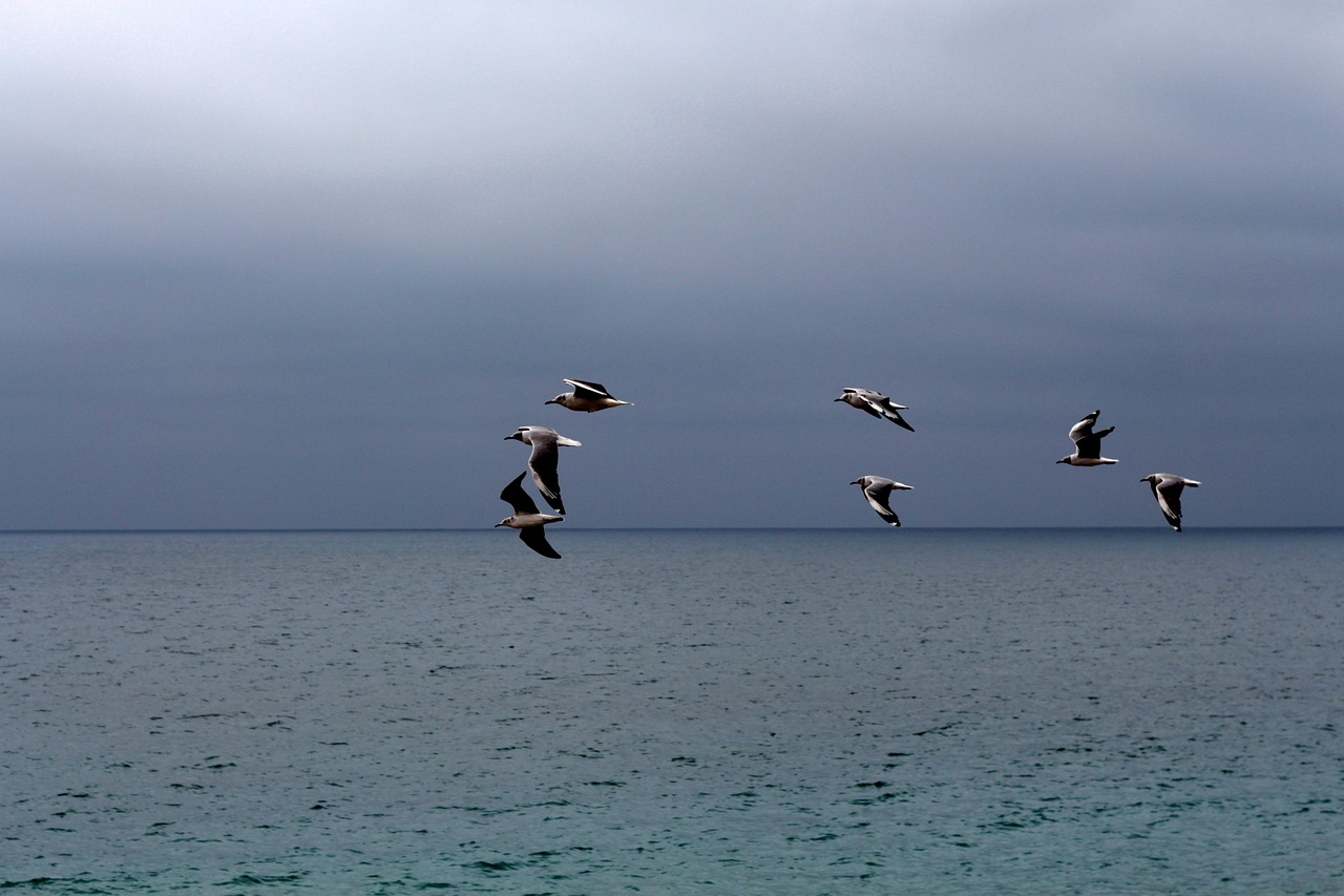 Marina Seagulls Flight Sea - Free photo on Pixabay - Pixabay