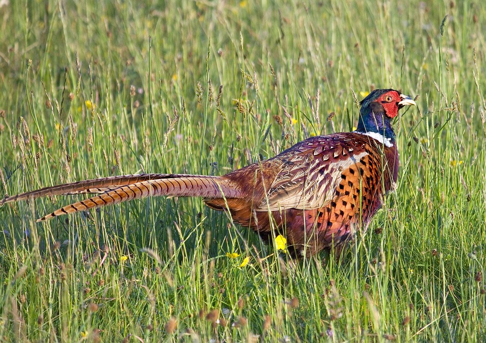 Pheasant Bird Game - Free photo on Pixabay