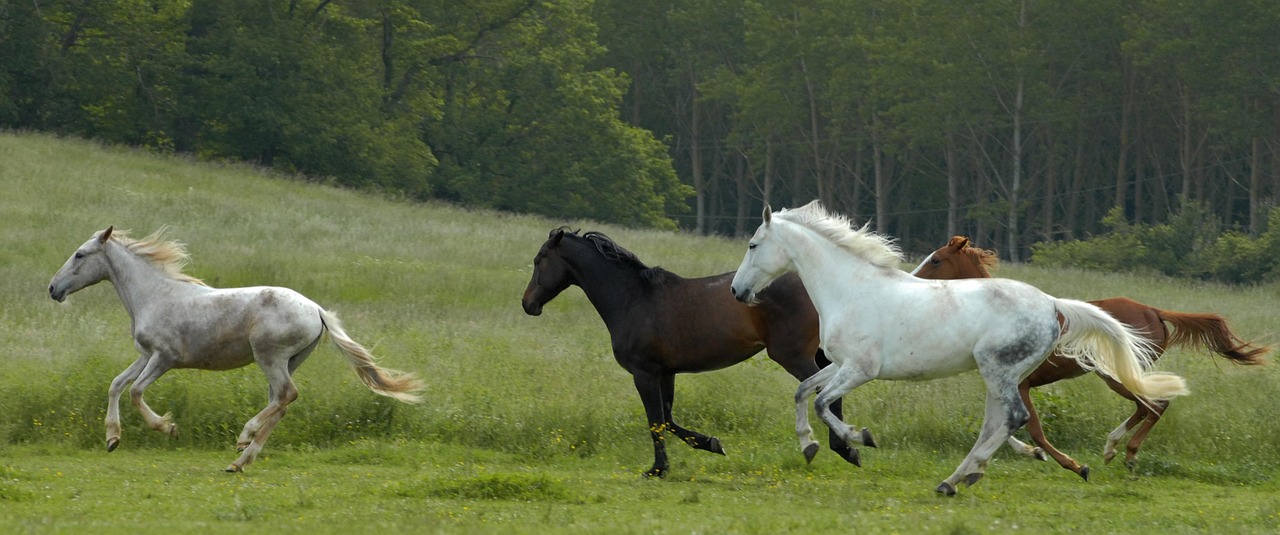 Cavalo Cavalos Natureza - Foto gratuita no Pixabay - Pixabay