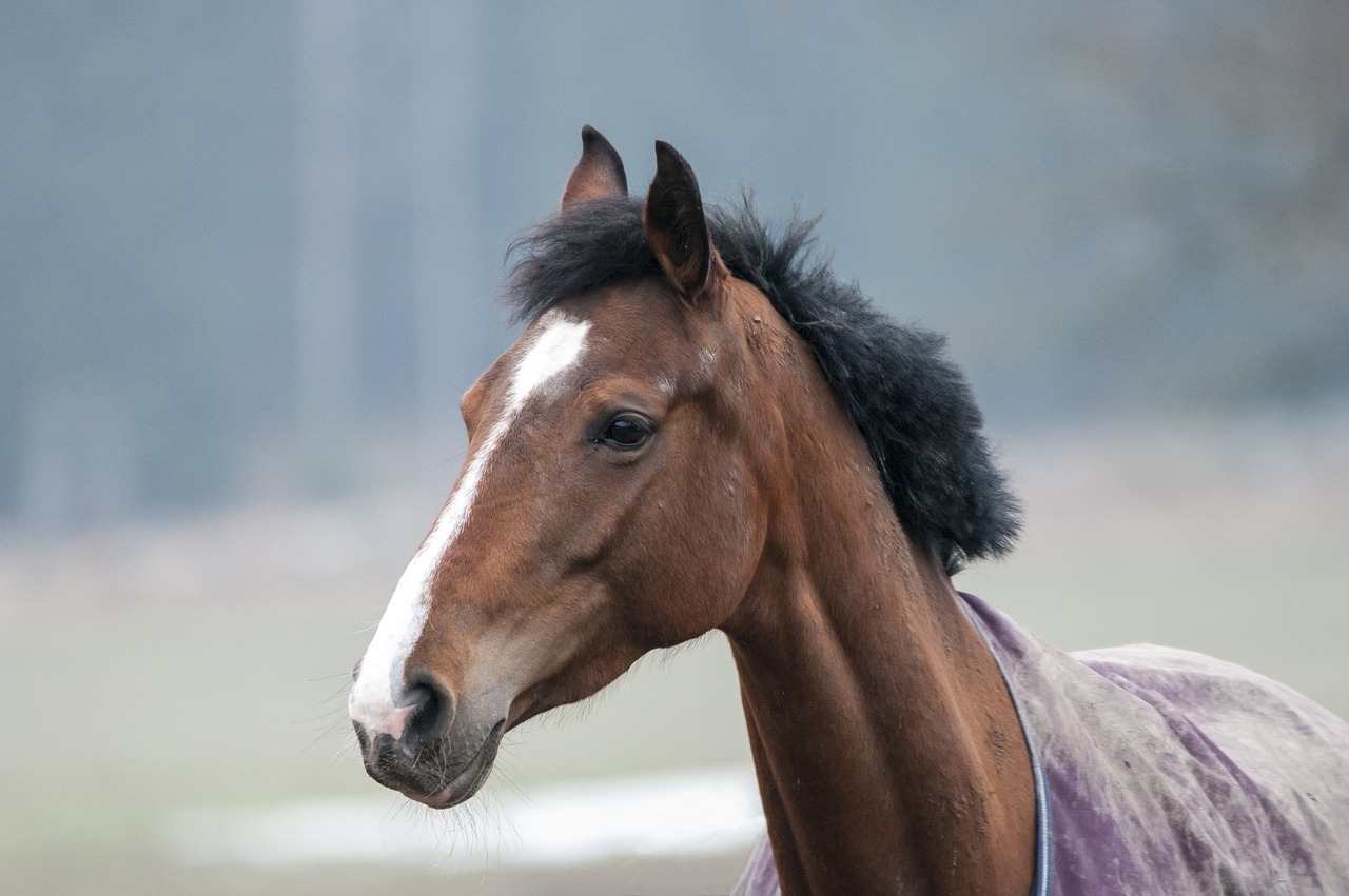 Animal Caballo Brown - Foto gratis en Pixabay - Pixabay
