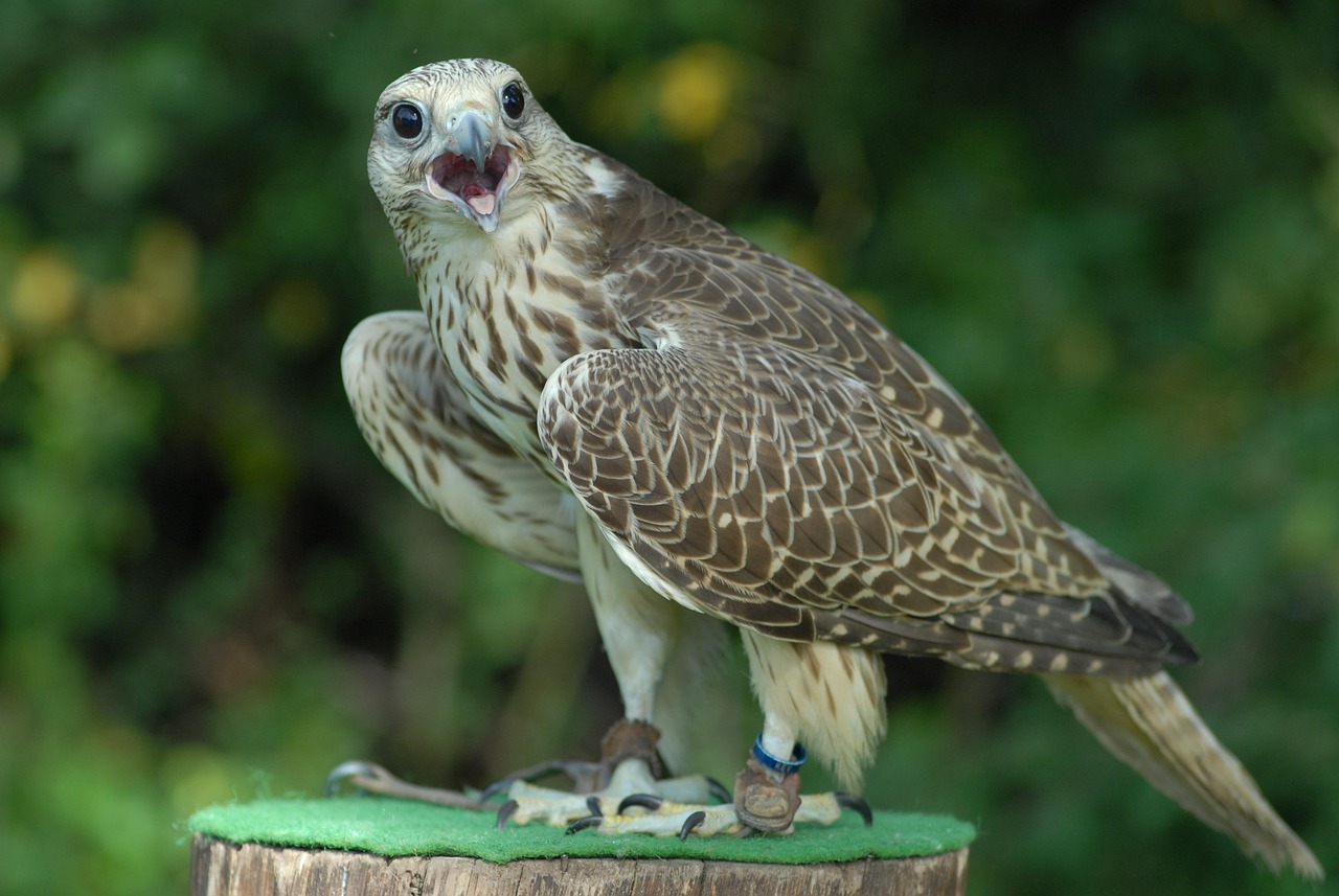 Animal Oiseau Rapace - Photo gratuite sur Pixabay