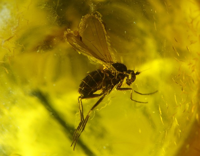 Amber Fly Macro - Free photo on Pixabay - Pixabay