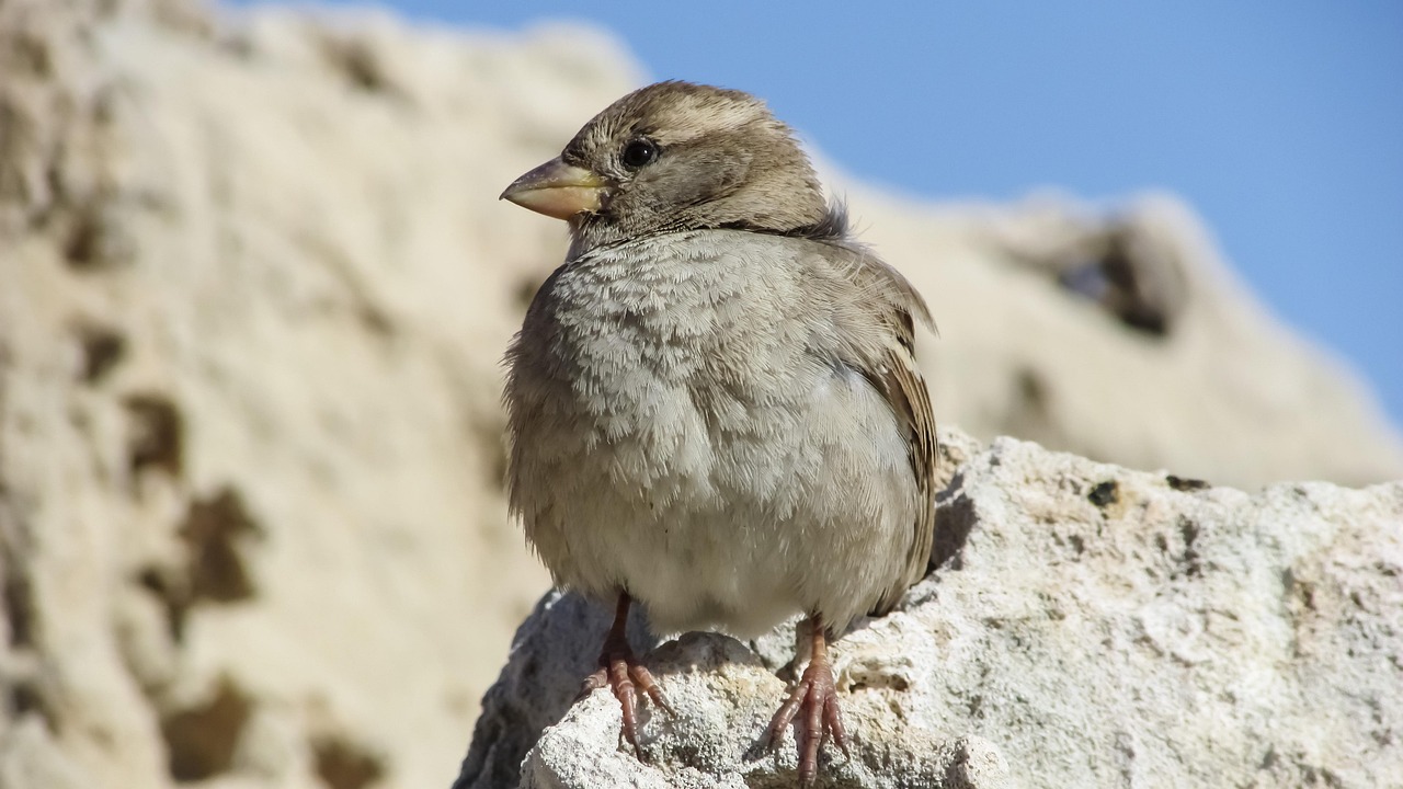 Sparrow Sitting Rock - Free photo on Pixabay