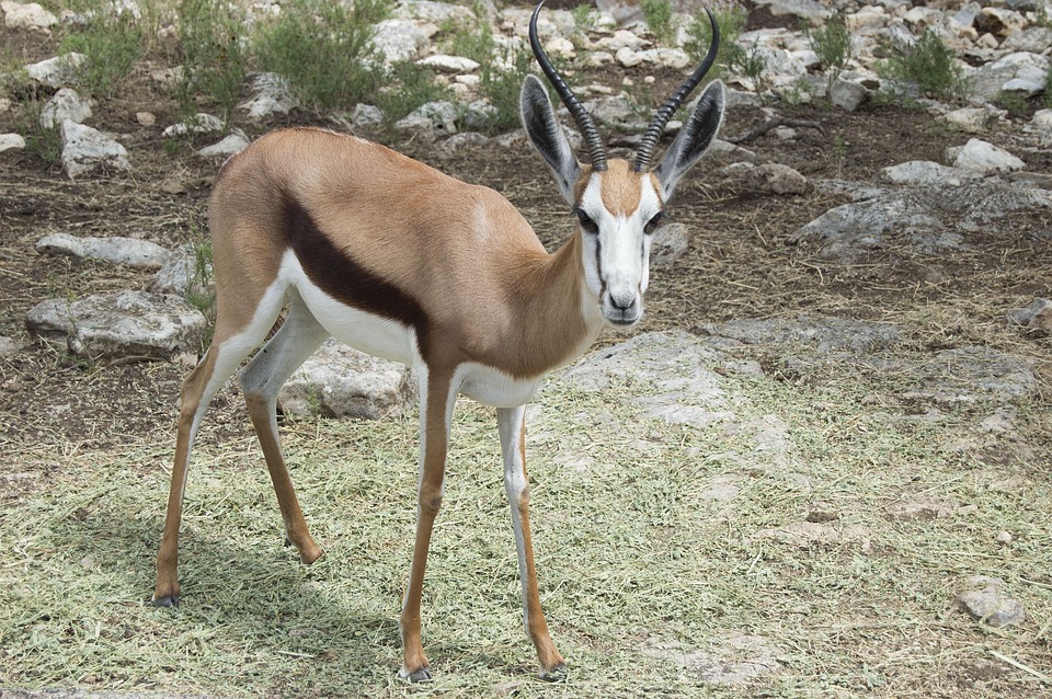 Wildes Tier Zoo Wild - Kostenloses Foto auf Pixabay - Pixabay
