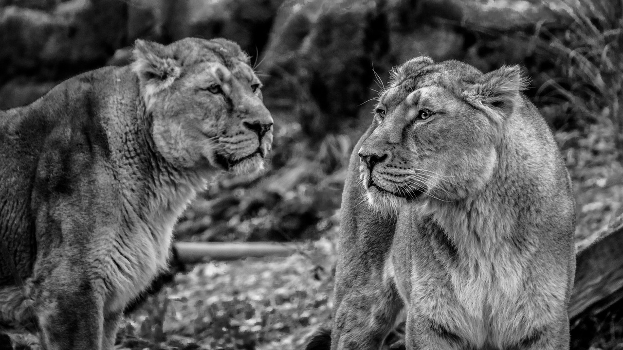 1,000+ Free Lioness & Lion Images - Pixabay
