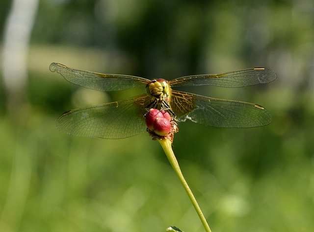 Smile Dragonfly Insect - Free photo on Pixabay