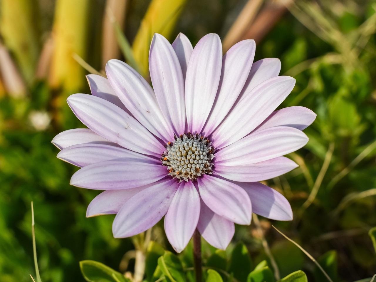 African Daisy Osteospermum - Free photo on Pixabay - Pixabay