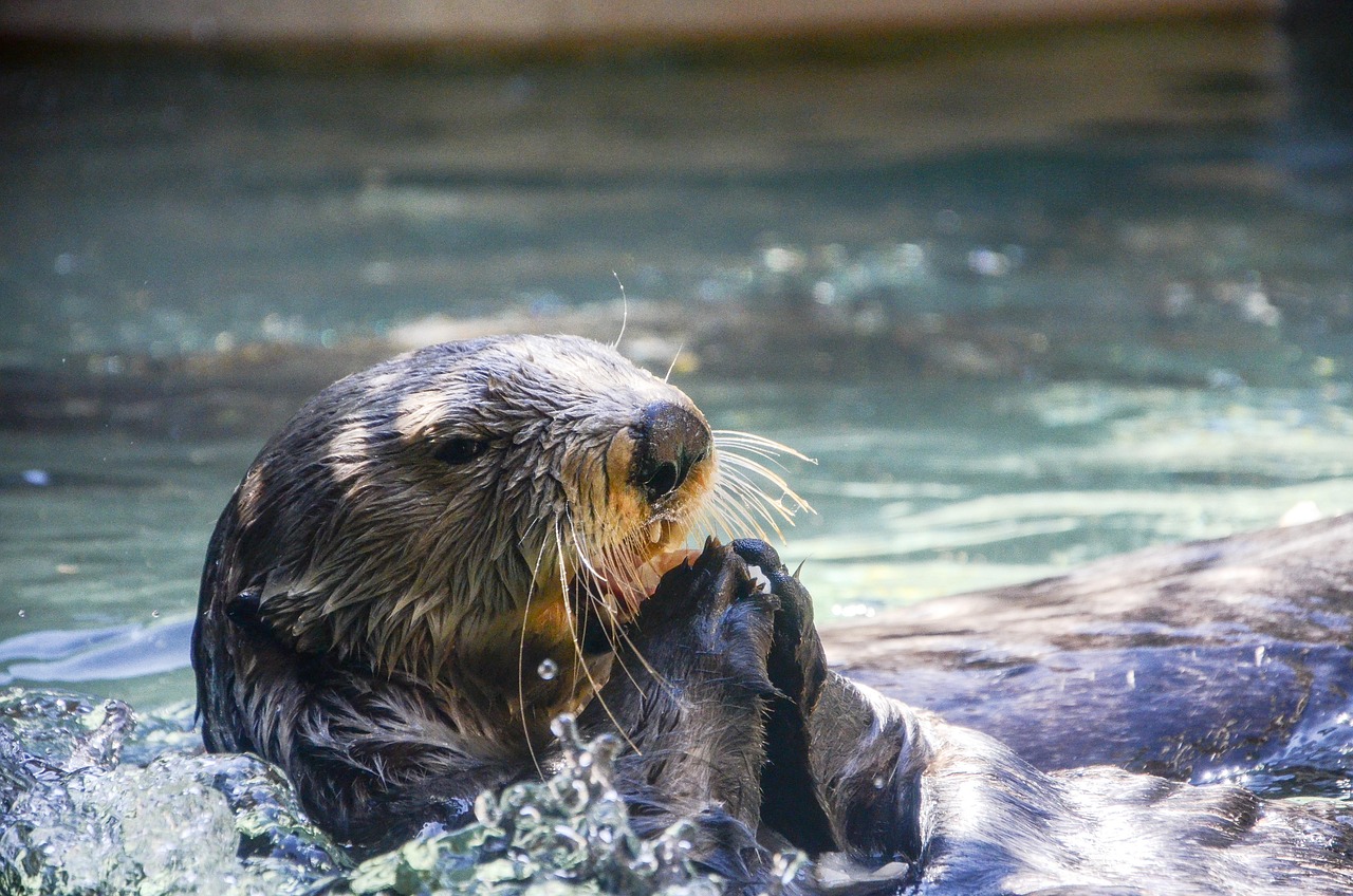 600 Free Otter Nature Images Pixabay 600 Free Otter Nature Images Pixabay