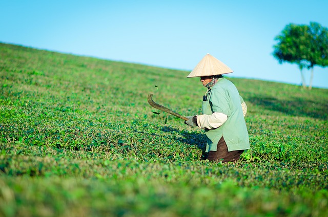 The Hill Tea People Labor - Free photo on Pixabay - Pixabay