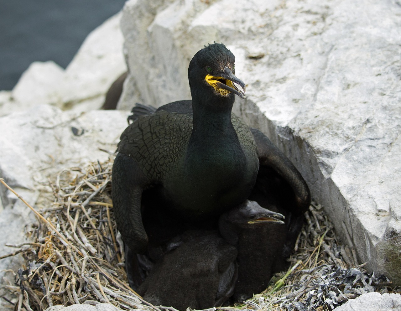Shag Nest Hatchling - Free photo on Pixabay - Pixabay