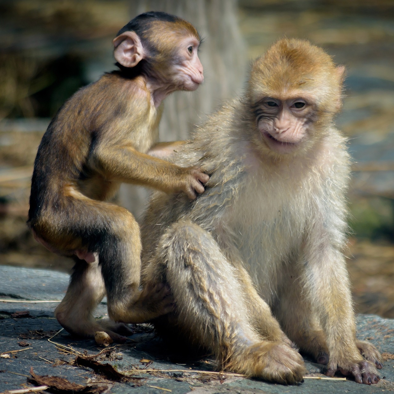 Macacos Jardim Zoológico Animal - Foto gratuita no Pixabay - Pixabay