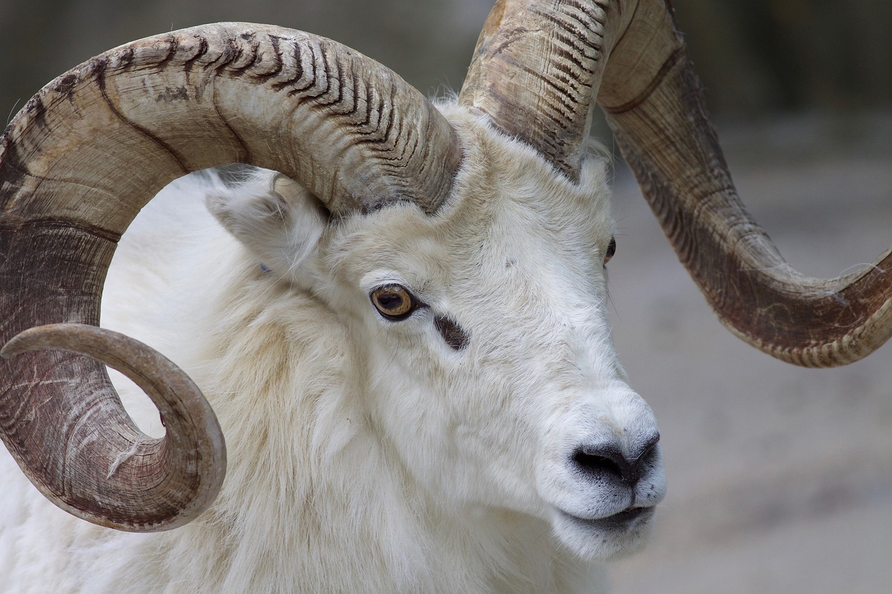 500 Free Bhagwan Ram Ram Photos Pixabay