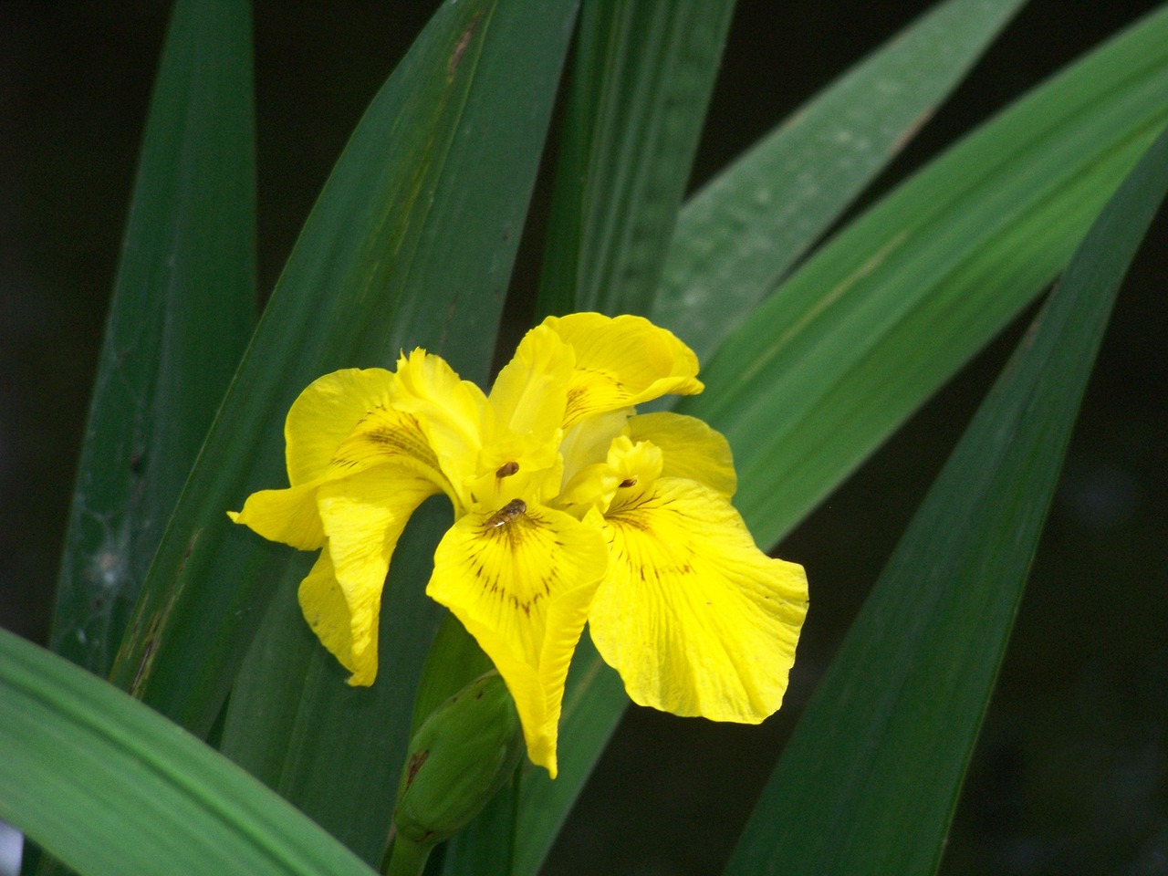 Bunga Iris Na - Foto gratis di Pixabay - Pixabay