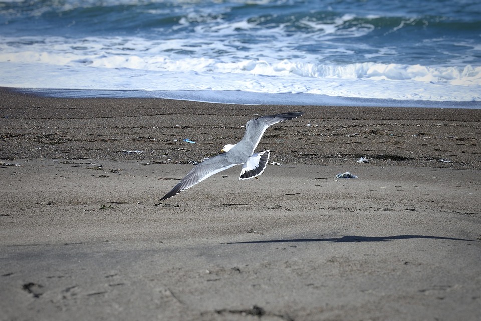 Animal Mar Playa - Foto gratis en Pixabay - Pixabay
