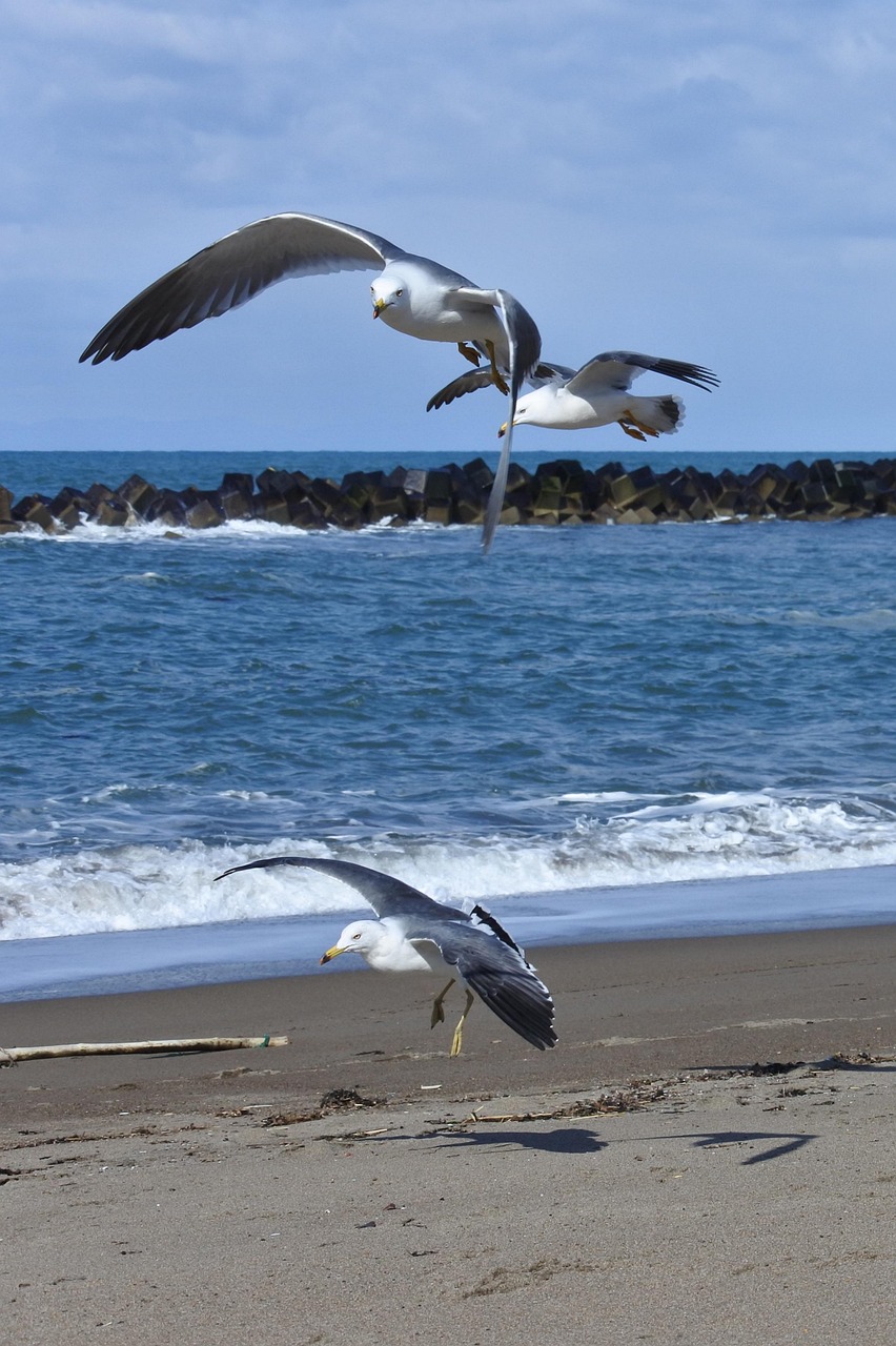 Animal Cielo Nube - Foto gratis en Pixabay - Pixabay