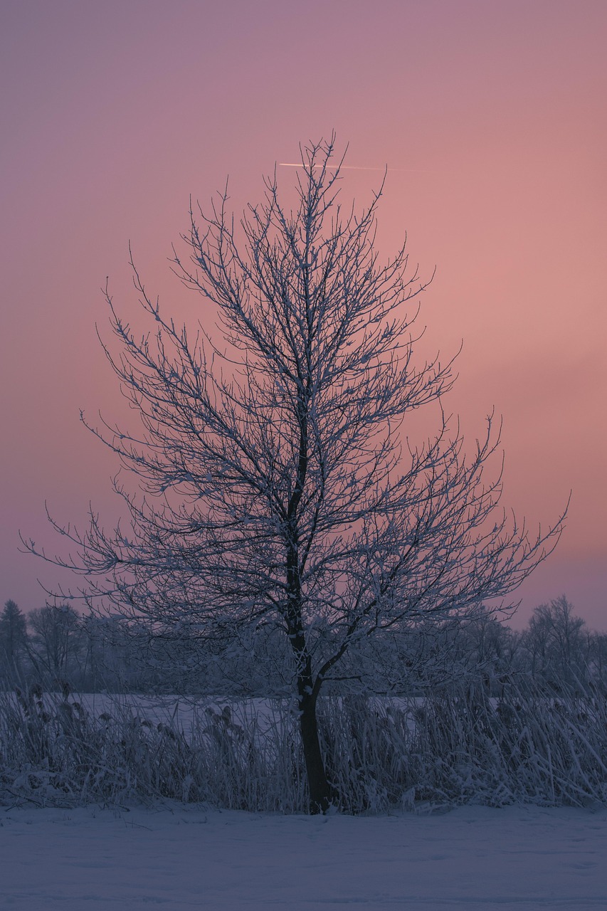 Un Arbre Hiver Le Coucher Du - Photo gratuite sur Pixabay - Pixabay