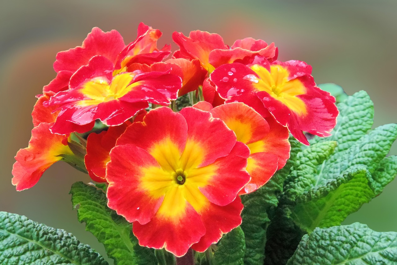 400 000 Free Primrose Flowers Primrose Images Pixabay